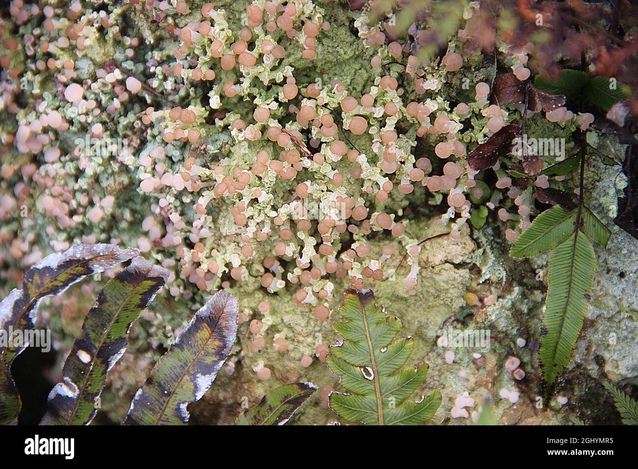 pink dot lichen (Dibaeis or Baeomycetes Stock Photo - Alamy