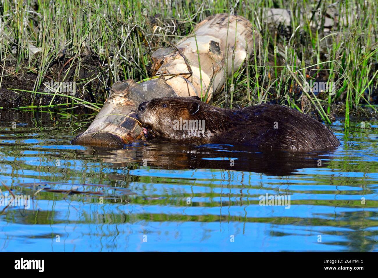 Beaver tree knawing hi-res stock photography and images - Alamy