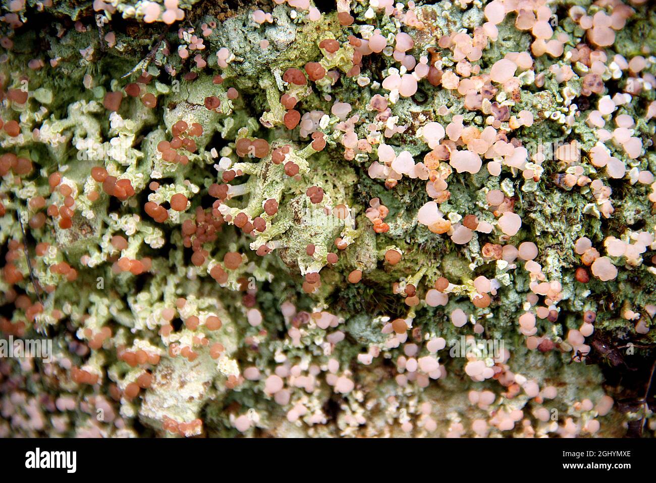 pink dot lichen (Dibaeis or Baeomycetes Stock Photo - Alamy