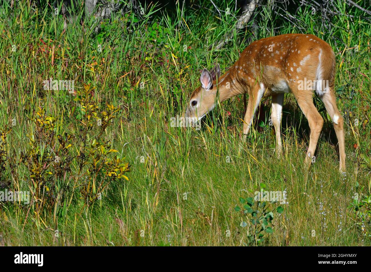 White tailed fawn hi-res stock photography and images - Alamy