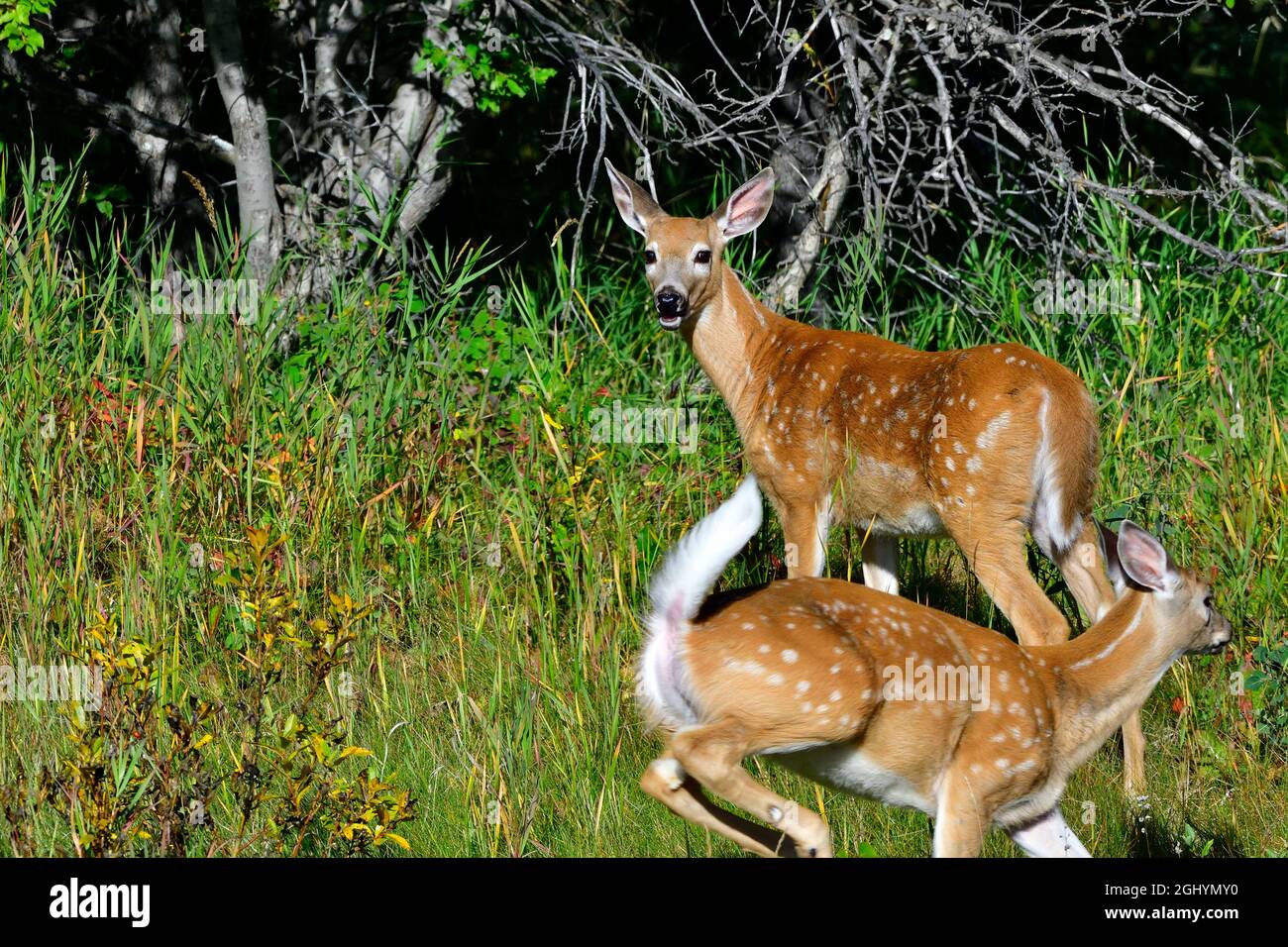 Two white-tailed fawns (Odocoileus virginianus), playing at the edge of ...