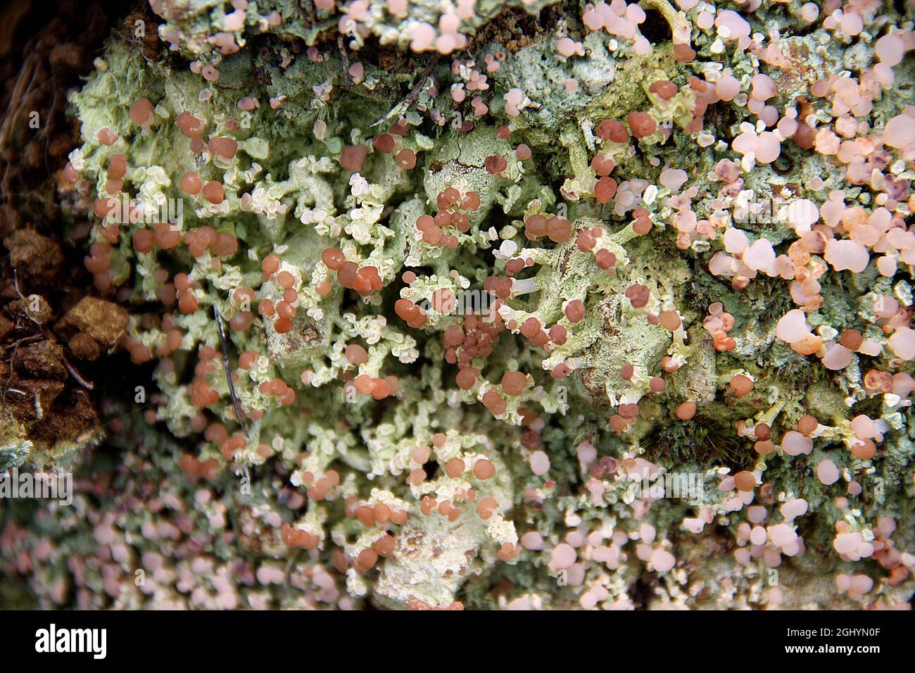 Pink lichen hi-res stock photography and images - Alamy