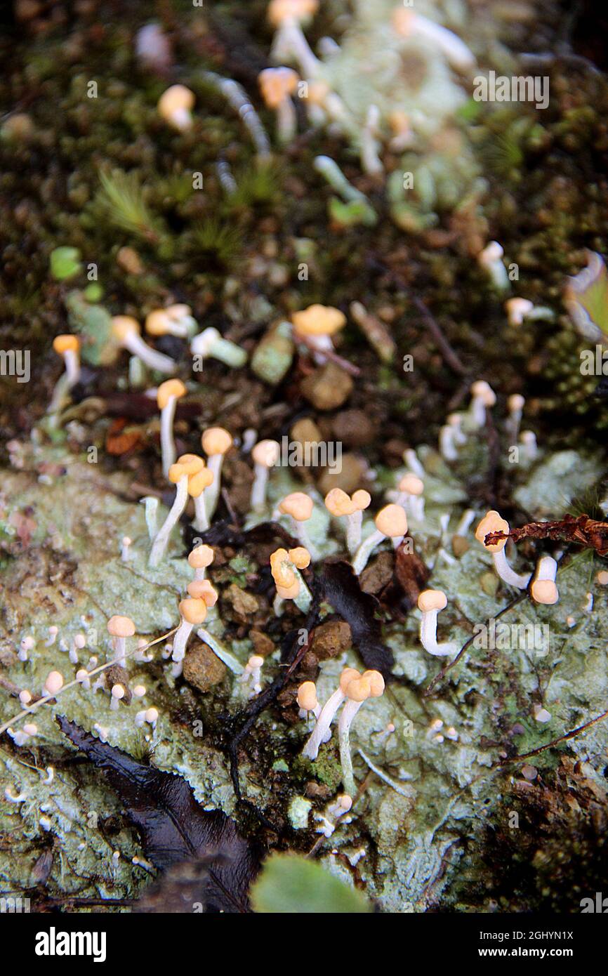 pink dot lichen (Dibaeis or Baeomycetes Stock Photo - Alamy