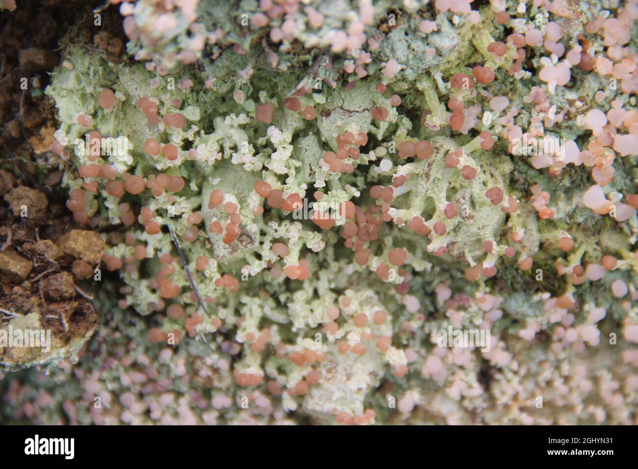 pink dot lichen (Dibaeis or Baeomycetes Stock Photo - Alamy