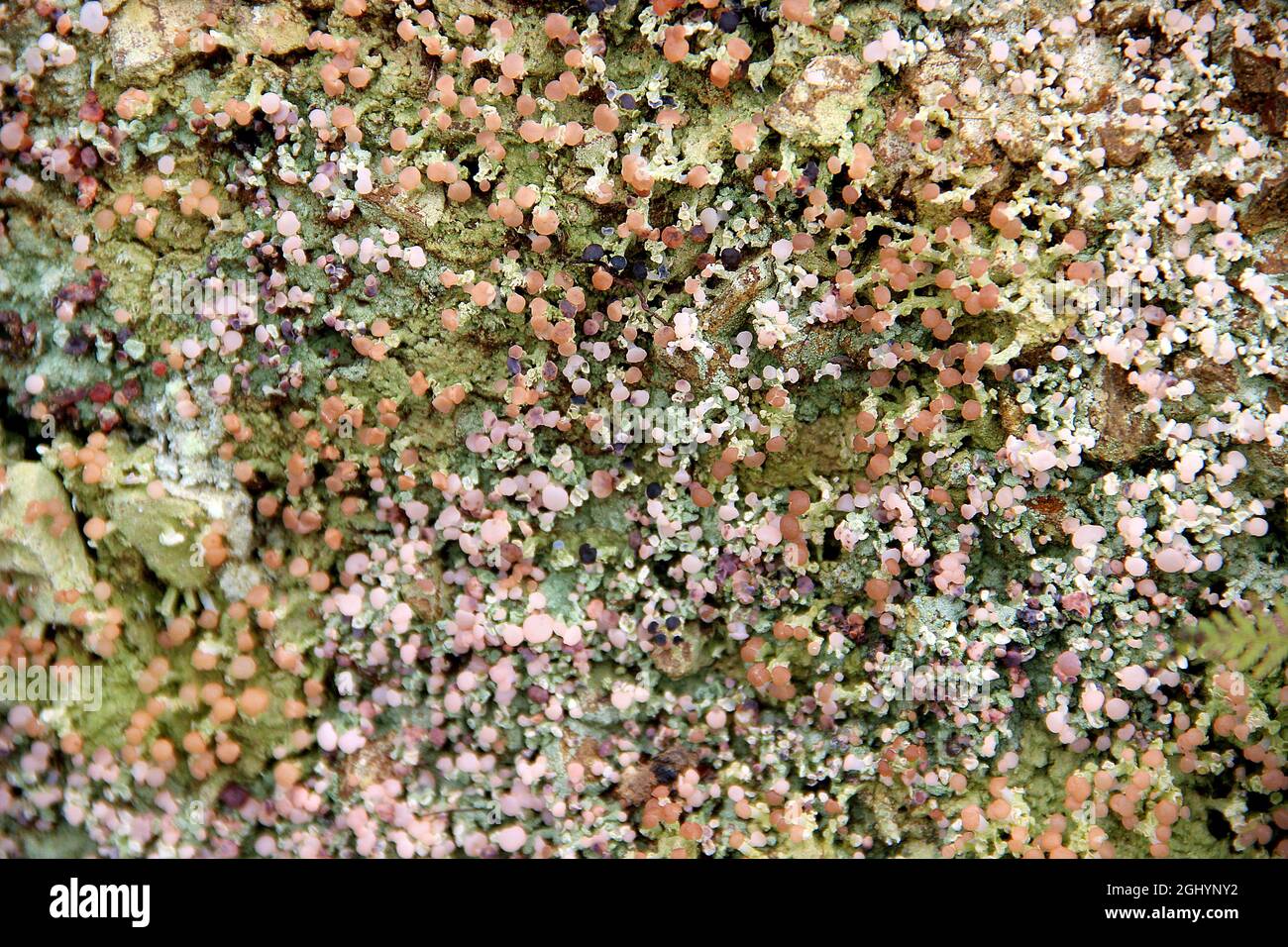 pink dot lichen (Dibaeis or Baeomycetes Stock Photo - Alamy