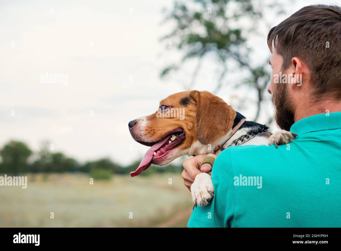 Male Owner Holds Dog Purebred Beagle On His Shoulder. Spend Time ...
