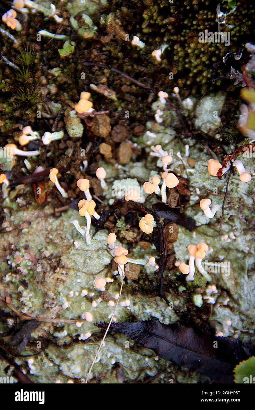 pink dot lichen (Dibaeis or Baeomycetes Stock Photo - Alamy