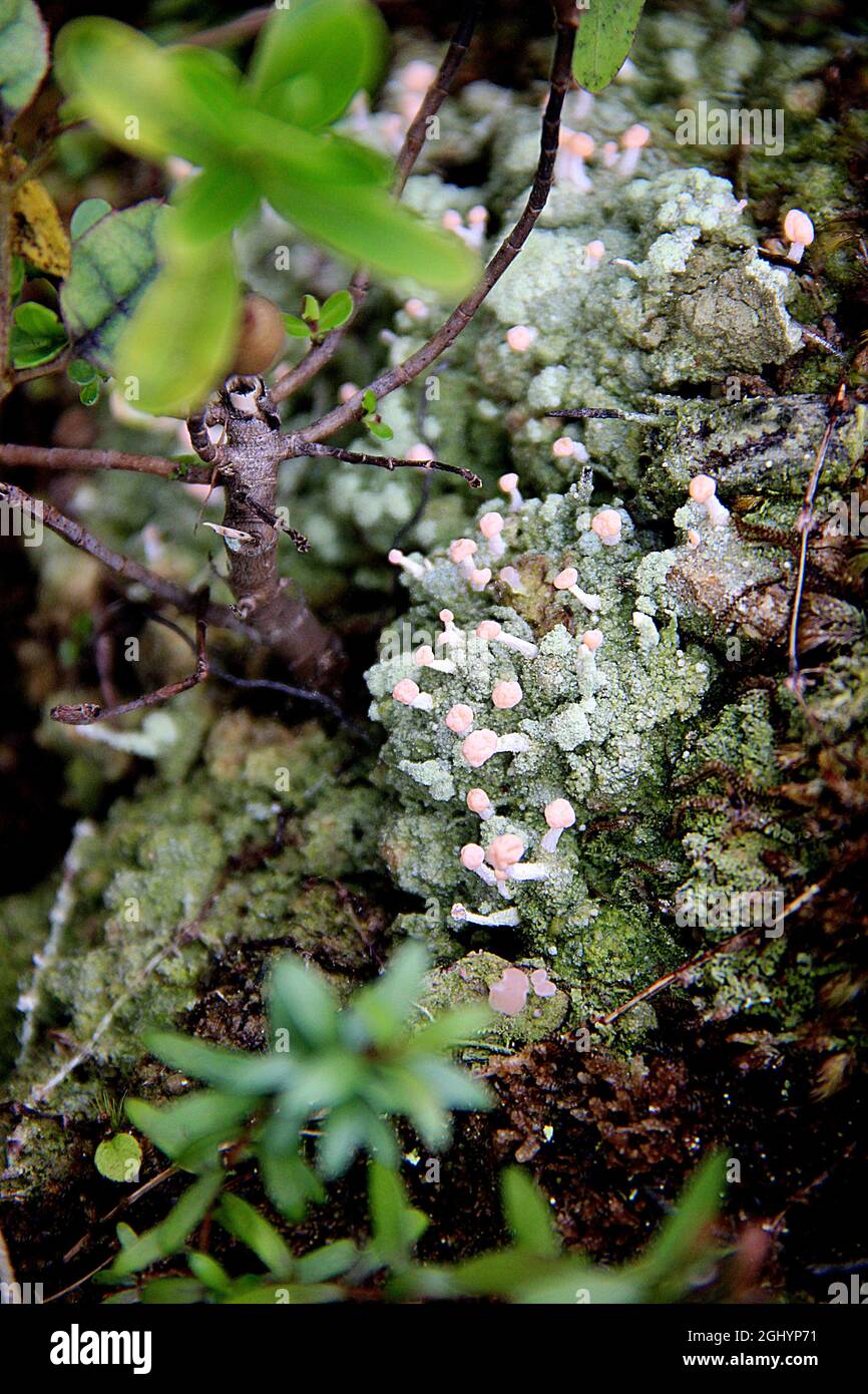 pink dot lichen (Dibaeis or Baeomycetes Stock Photo - Alamy