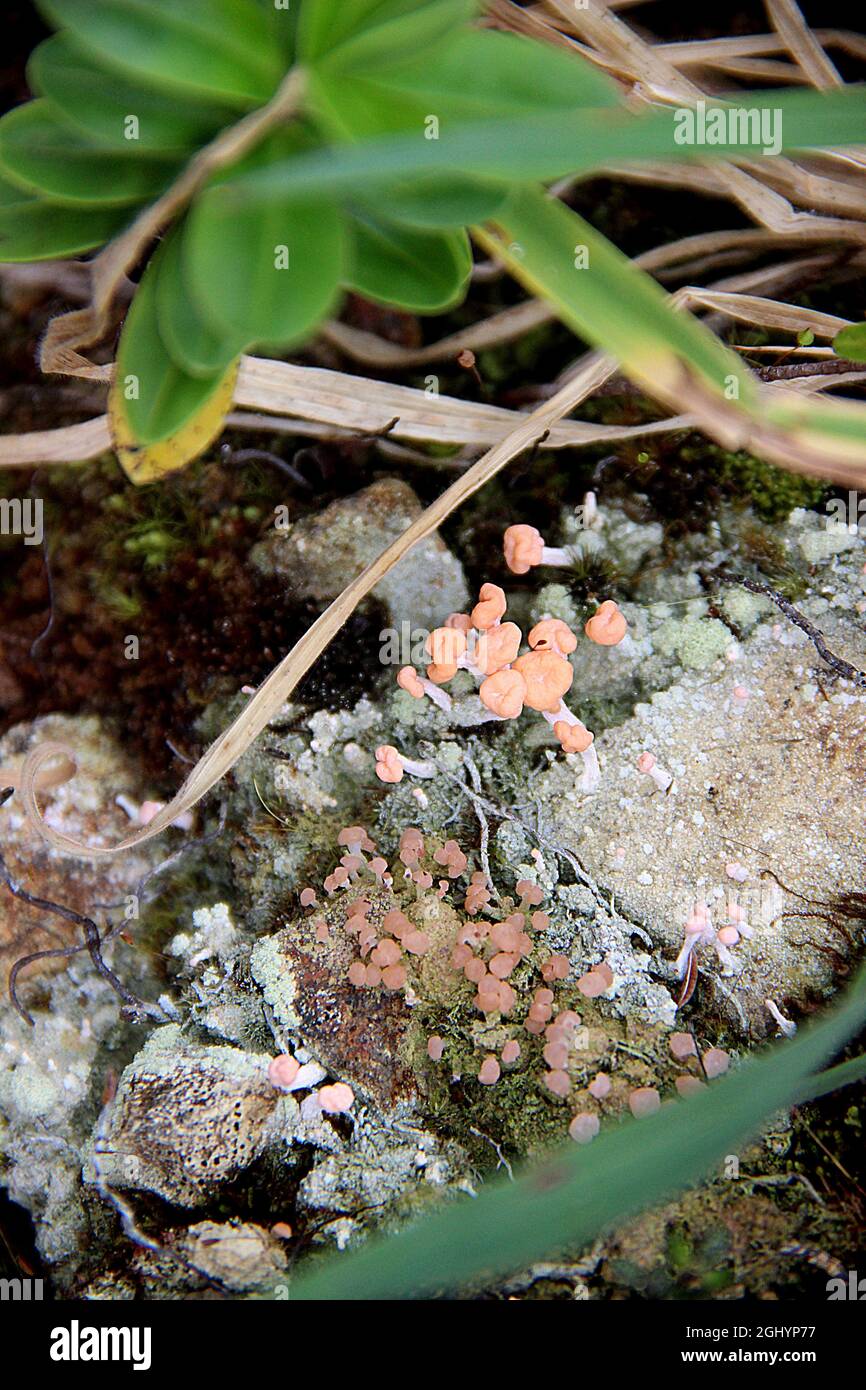 pink dot lichen (Dibaeis or Baeomycetes Stock Photo - Alamy