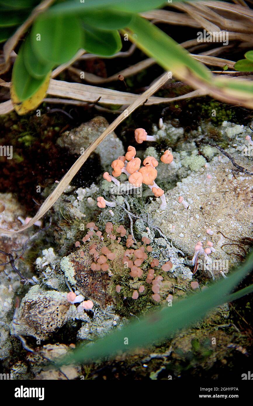 pink dot lichen (Dibaeis or Baeomycetes Stock Photo - Alamy