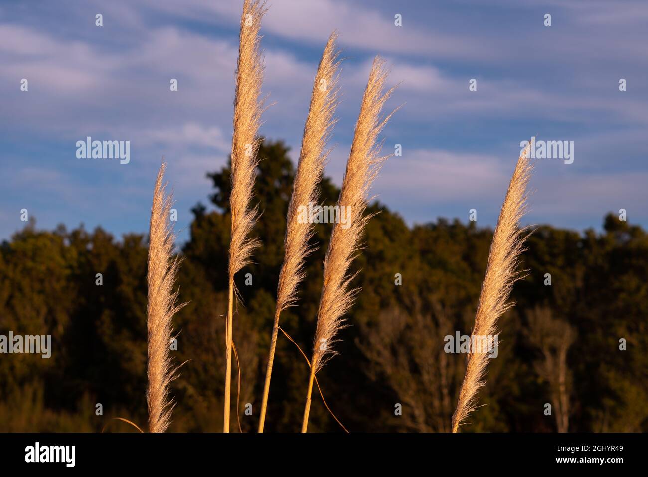 New Zealand Toi Toi plants Stock Photo - Alamy