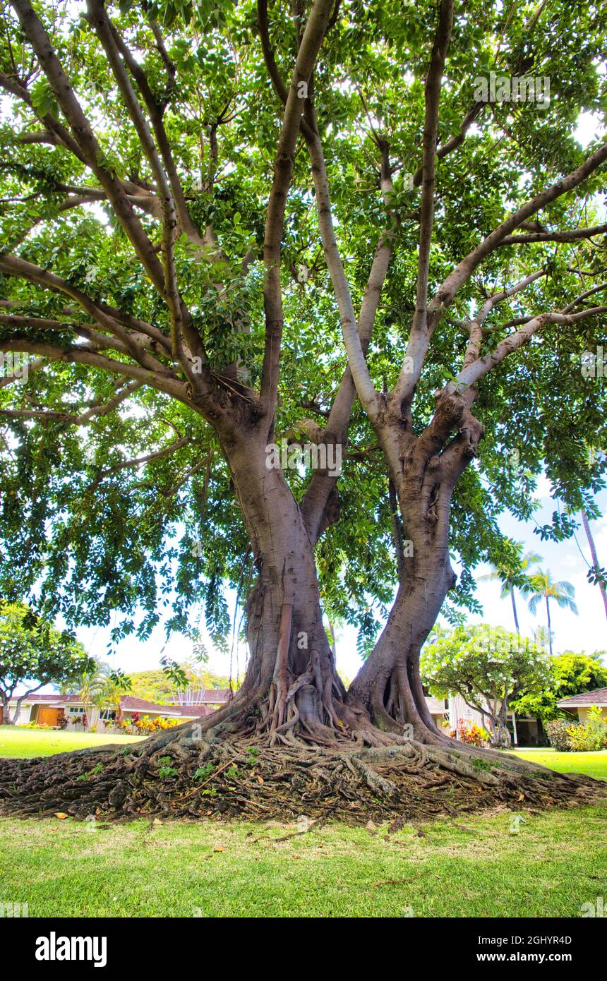 Very large old banyan tree growing on Maui Stock Photo - Alamy