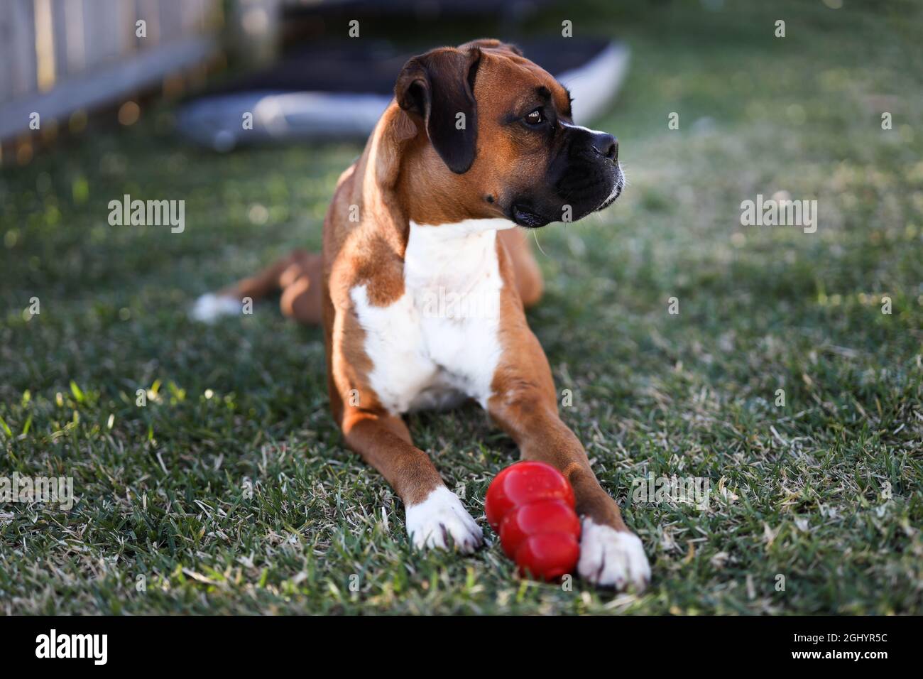 Toy Boxer Dog