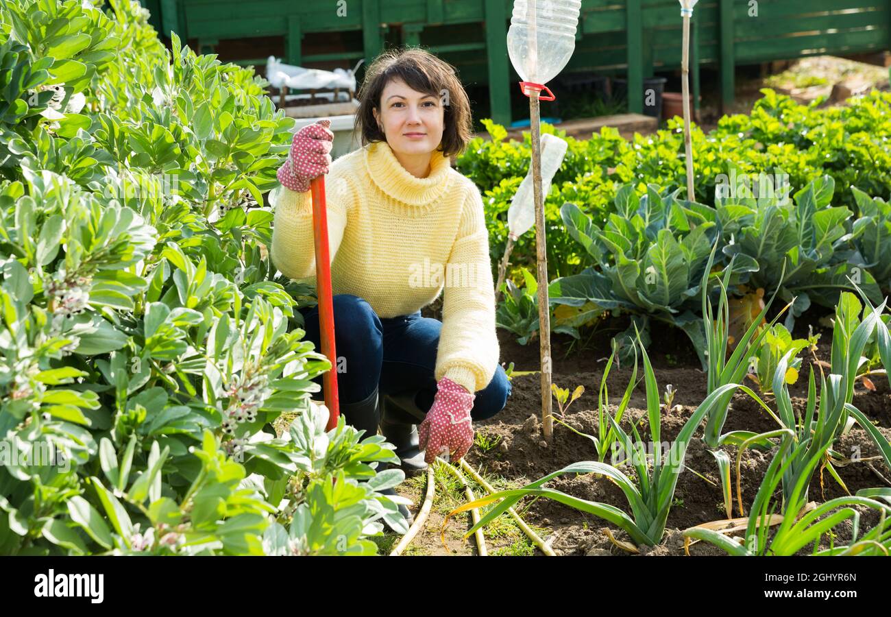 Female with hoe in the garden with cabbage and onion Stock Photo - Alamy
