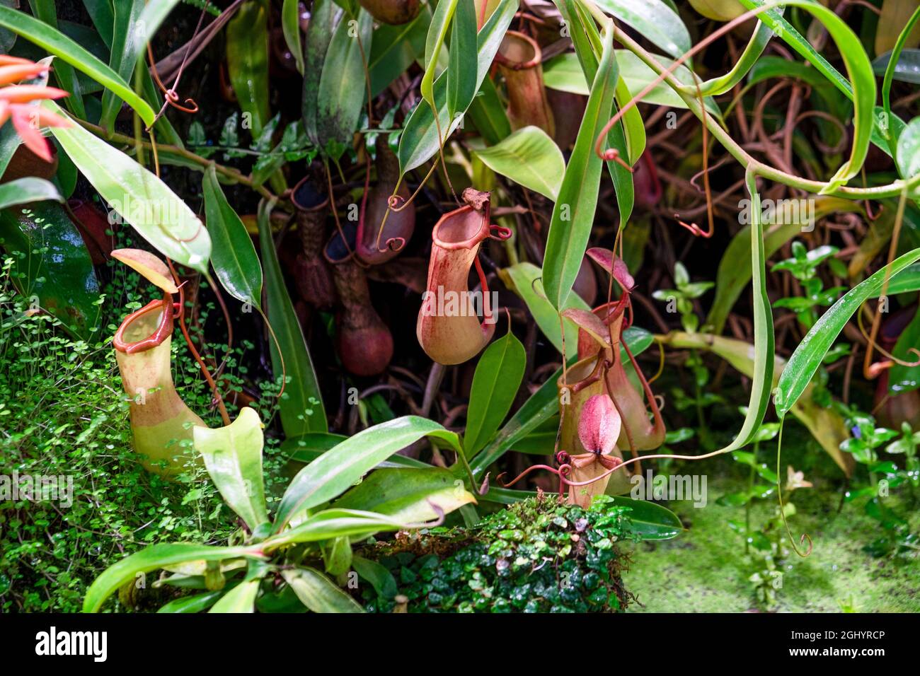 plants are predators. Insect Catcher Plant Botanical Garden. unusual ...