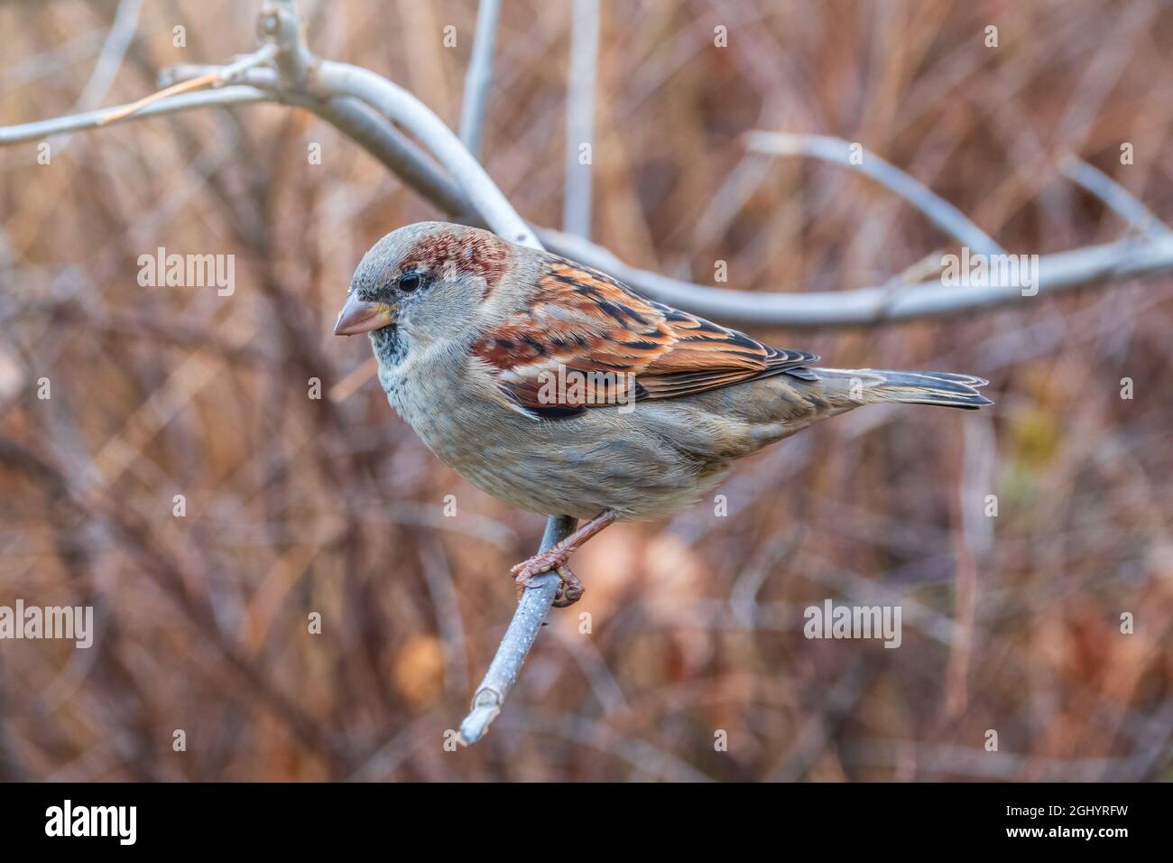 Sparrow sits on a branch without leaves. Sparrow on a branch in the ...