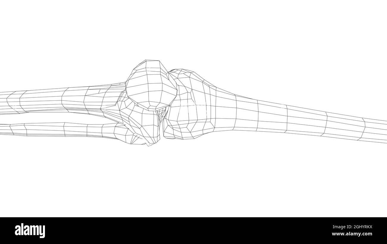 Human skeleton. Vector Stock Vector Image & Art - Alamy