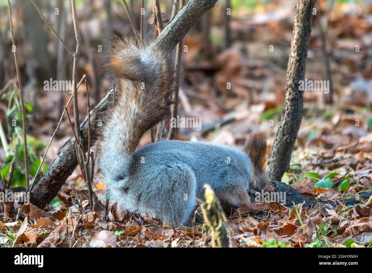 Squirrel in autumn hides nuts on the green grass with fallen yellow ...