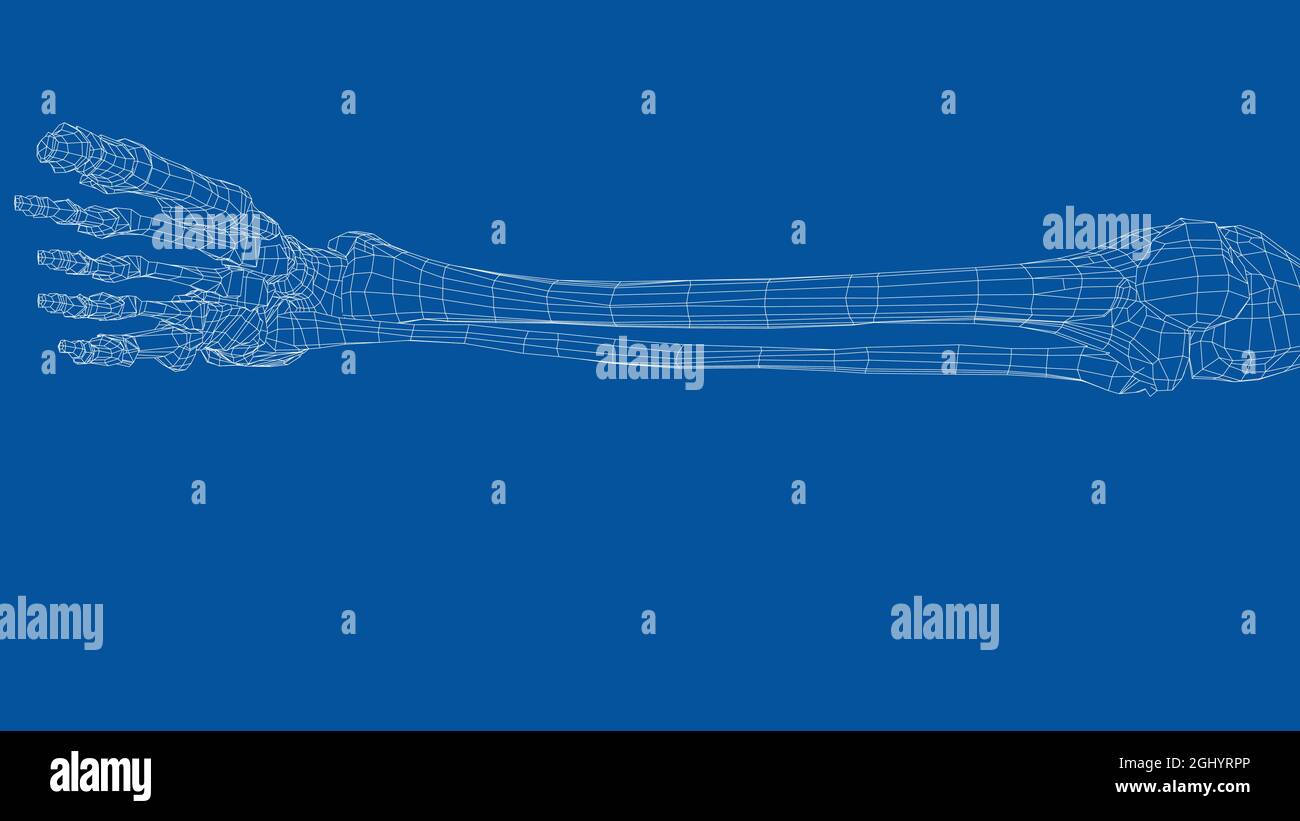 Human skeleton. Vector Stock Vector Image & Art - Alamy