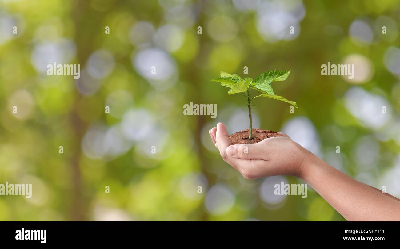 Hand holding tree hi-res stock photography and images - Alamy