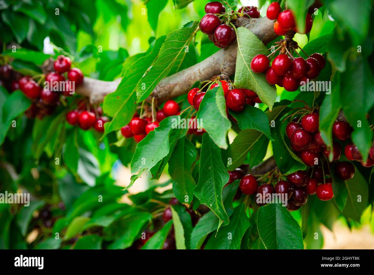 Ripe sweet cherry berries hanging on tree branches Stock Photo - Alamy