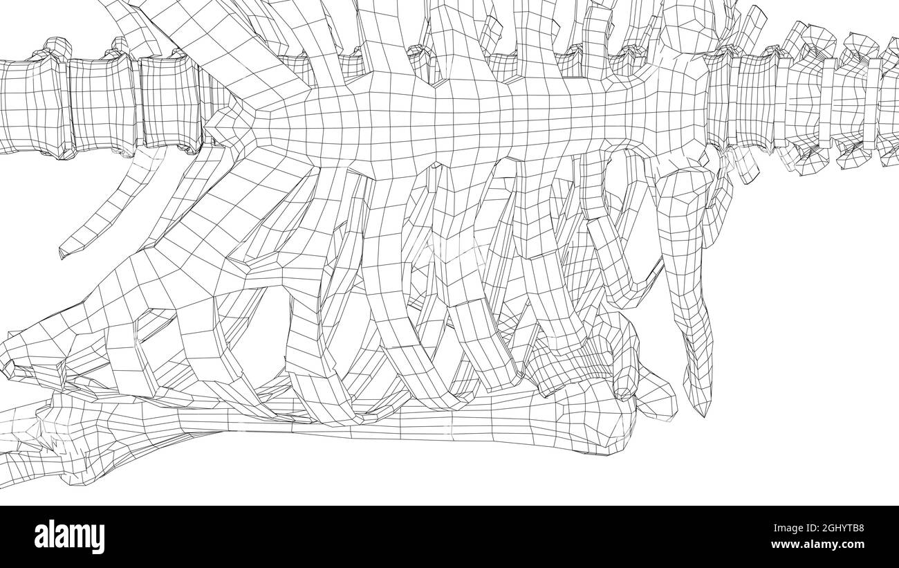 Human skeleton. Vector Stock Vector Image & Art - Alamy