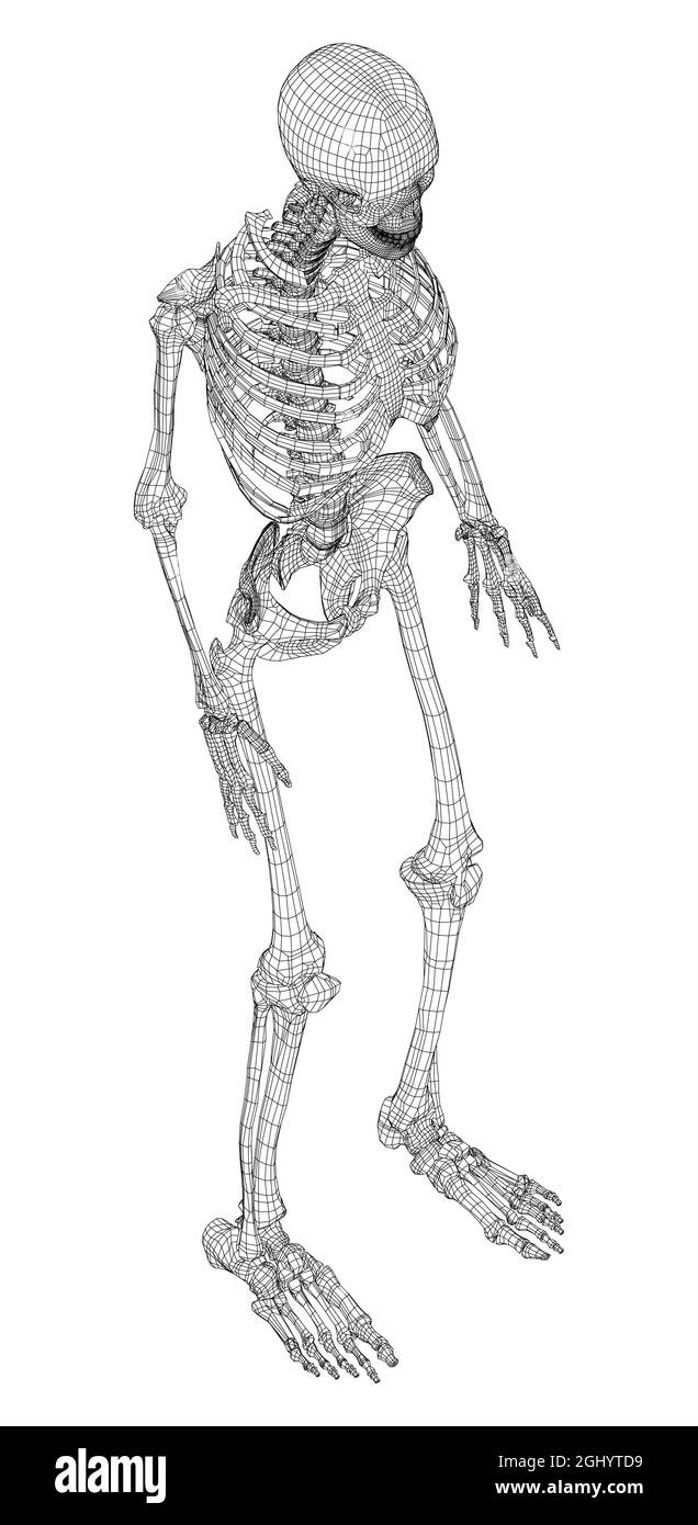Human skeleton. Vector Stock Vector Image & Art - Alamy