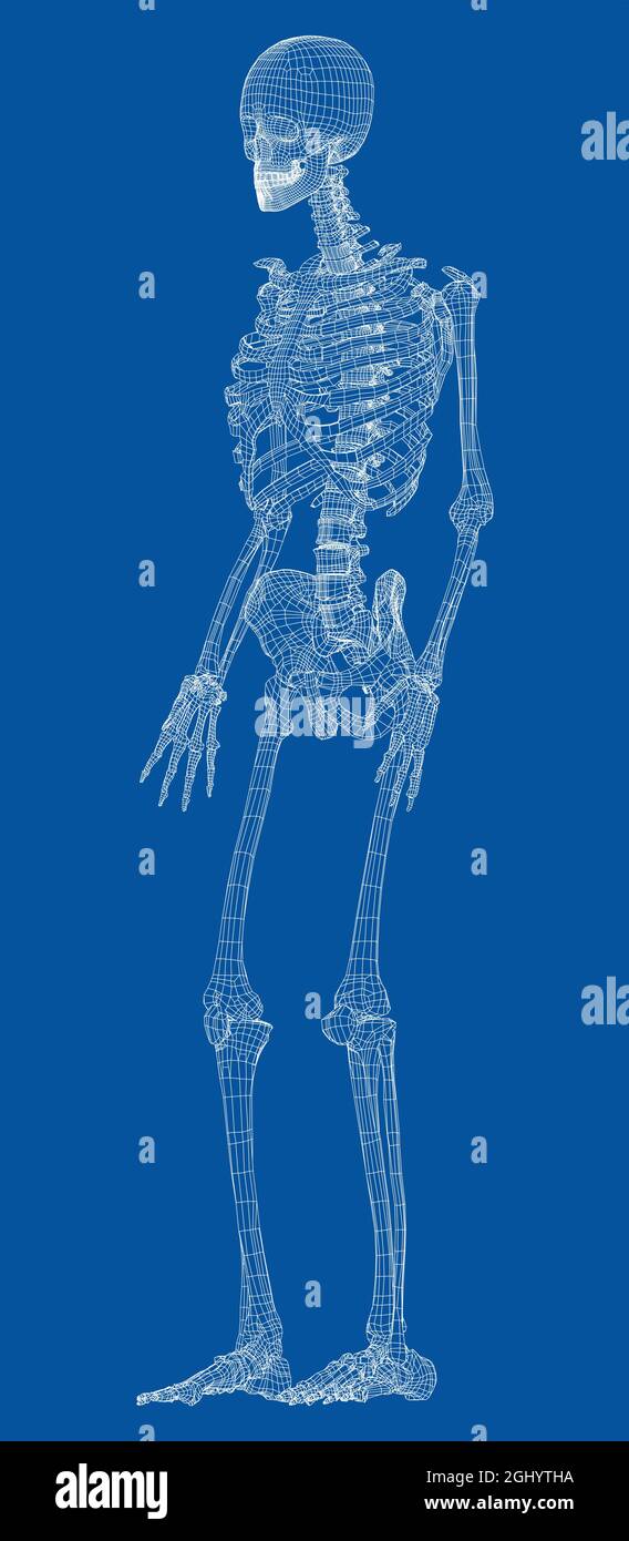 Human skeleton. Vector Stock Vector Image & Art - Alamy