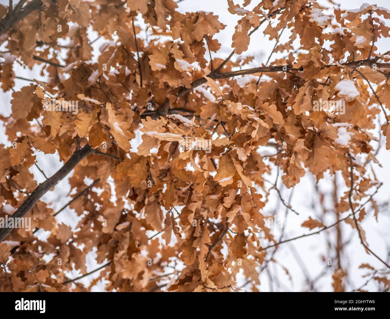 Bright dry orange brown oak leaves on branches of oak tree covered of ...