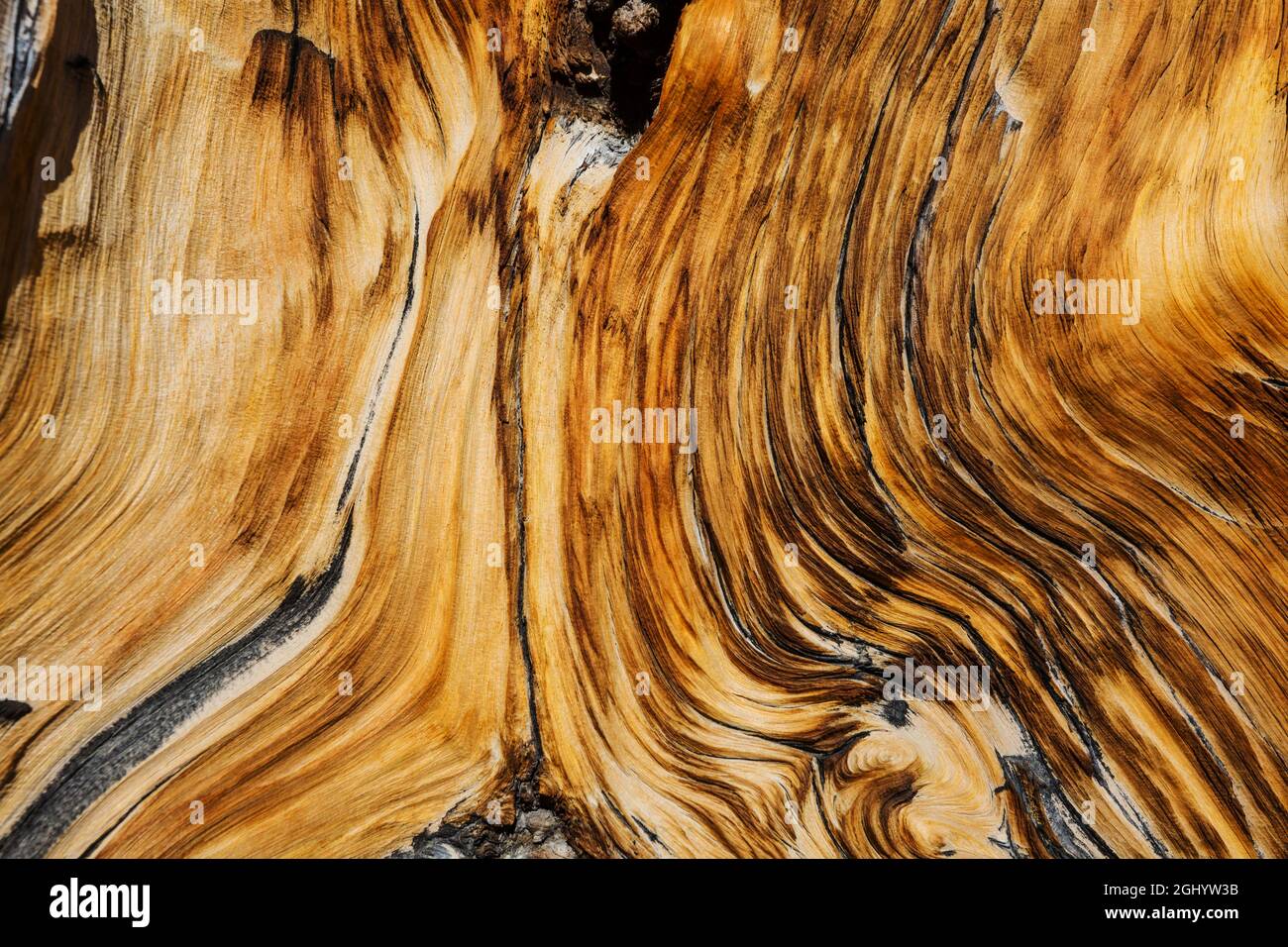 Brown wood texture background, araucaria cortex Stock Photo - Alamy