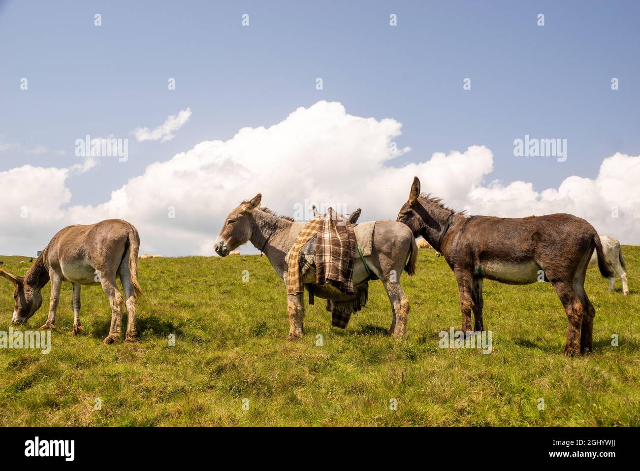 Herd donkeys on pasture hi-res stock photography and images - Alamy