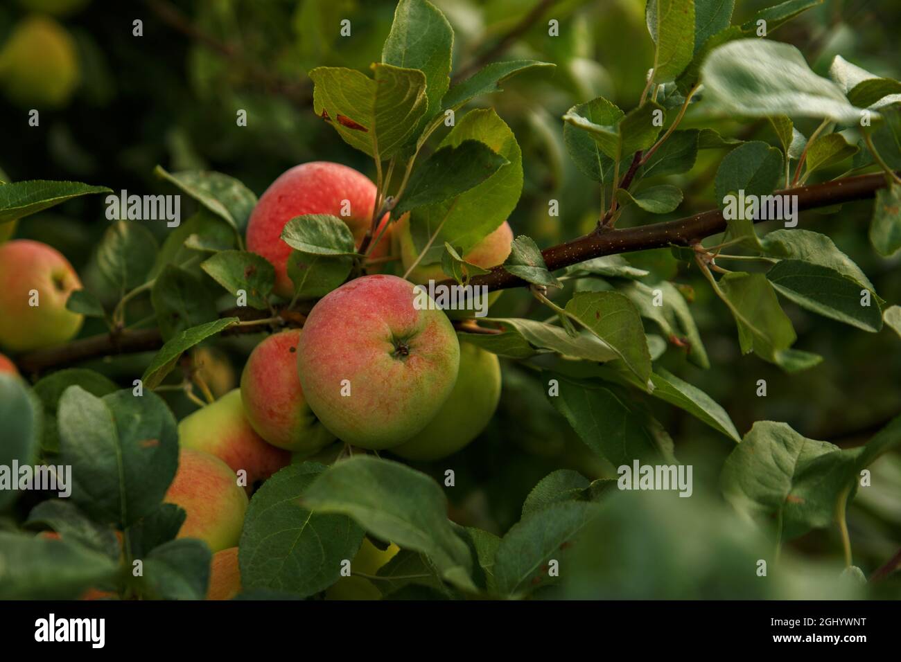 Yellow-colored apples hang on branches with green leaves. Selective ...