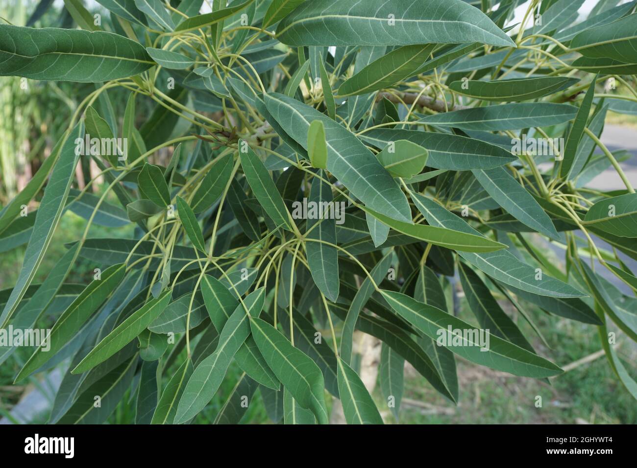 Tabebuia caraiba (Tabebuia aurea, Caribbean trumpet, silver trumpet ...