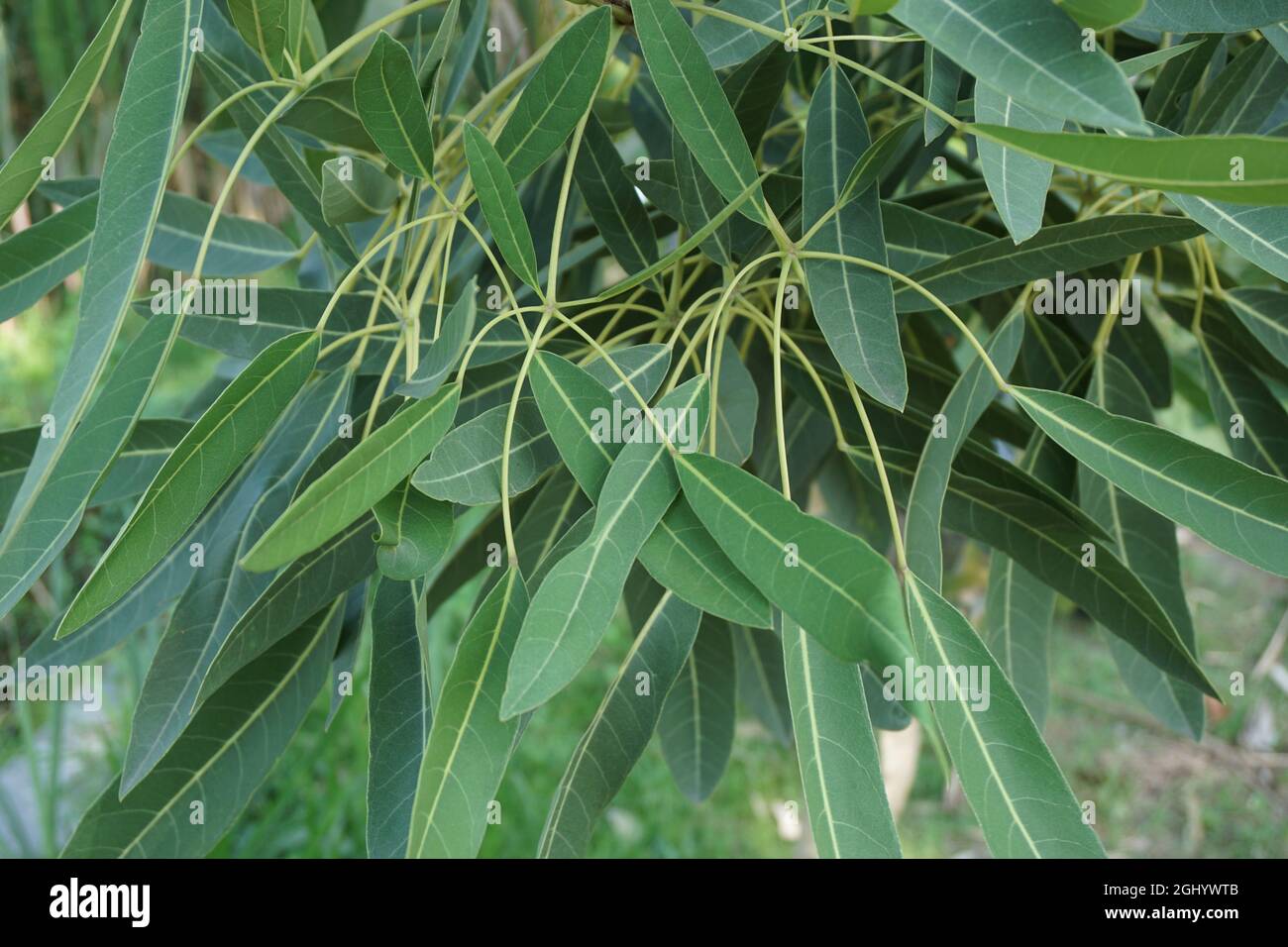 Tabebuia caraiba (Tabebuia aurea, Caribbean trumpet, silver trumpet ...