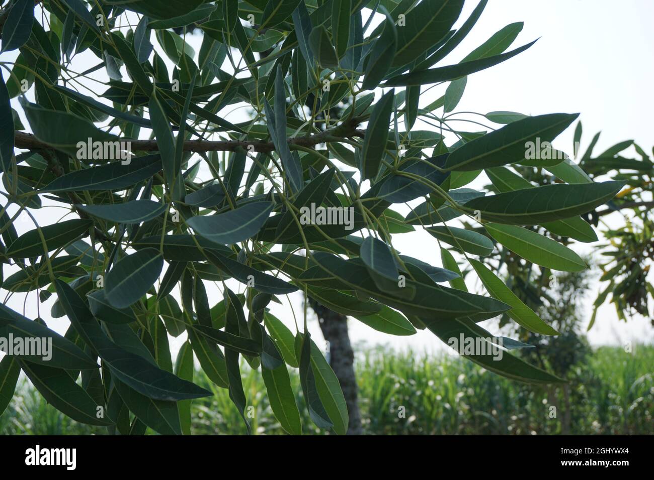 Tabebuia caraiba (Tabebuia aurea, Caribbean trumpet, silver trumpet ...