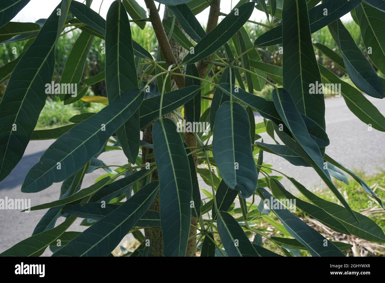 Tabebuia caraiba (Tabebuia aurea, Caribbean trumpet, silver trumpet ...