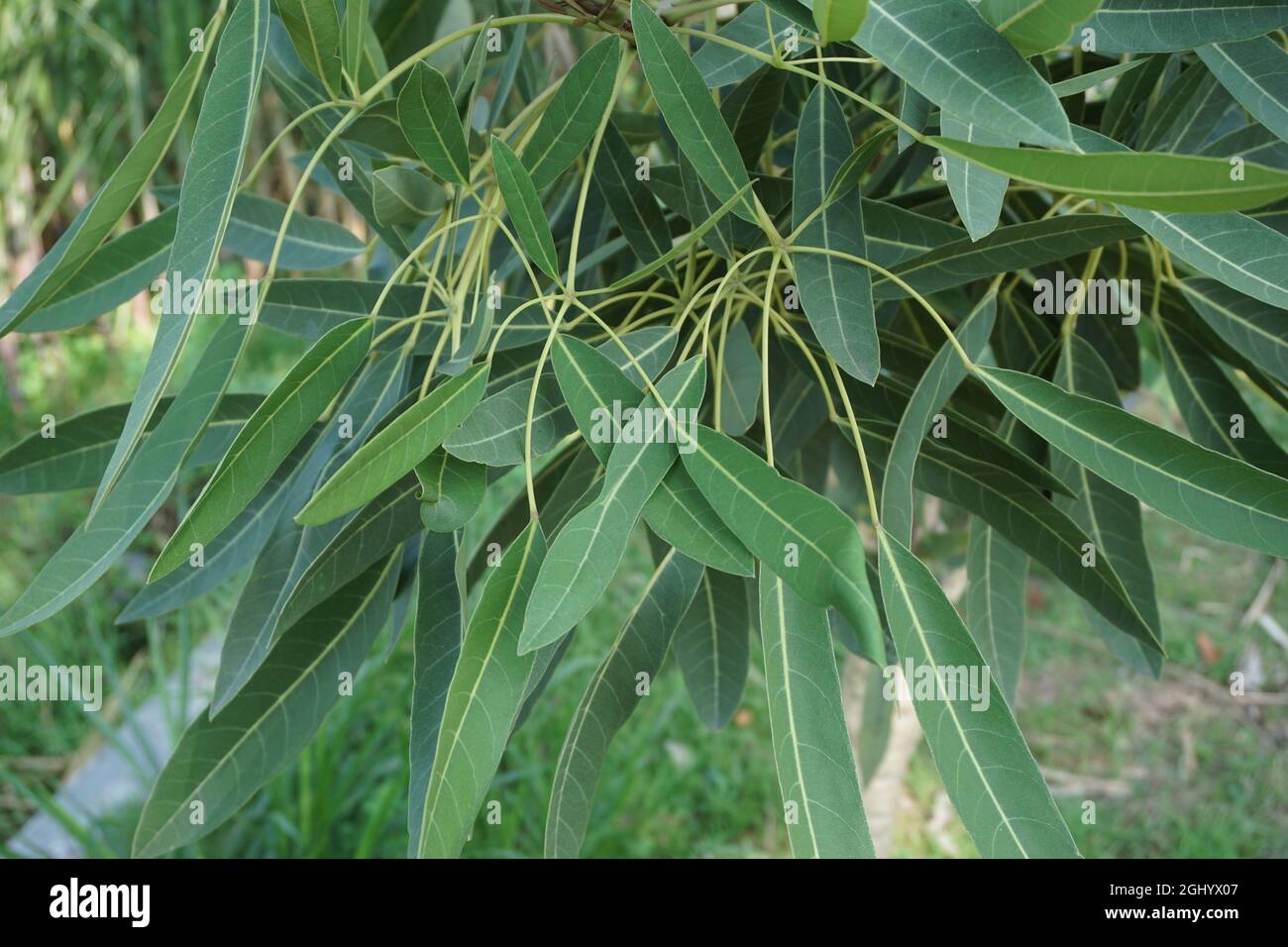 Tabebuia caraiba (Tabebuia aurea, Caribbean trumpet, silver trumpet ...
