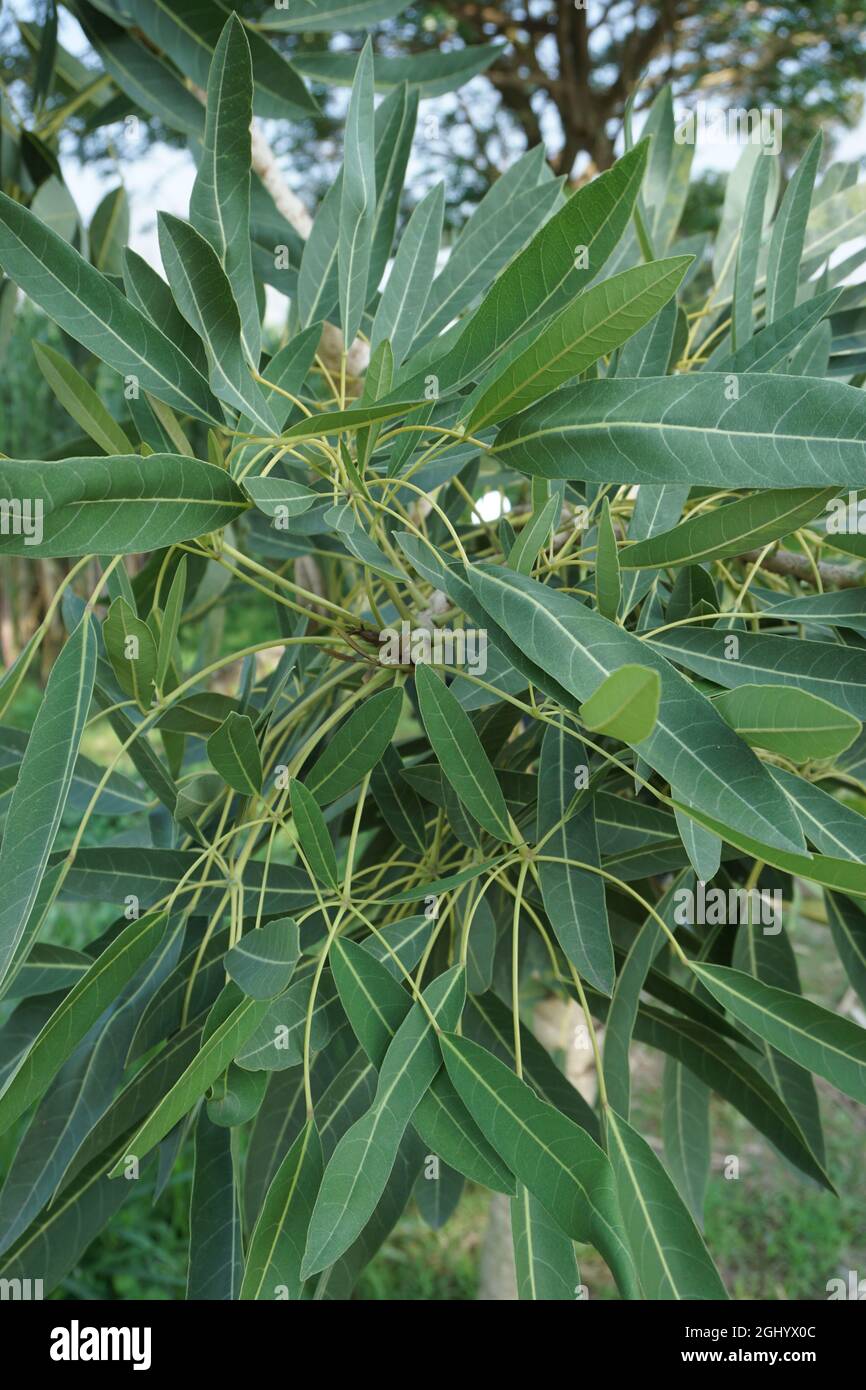Tabebuia caraiba (Tabebuia aurea, Caribbean trumpet, silver trumpet ...