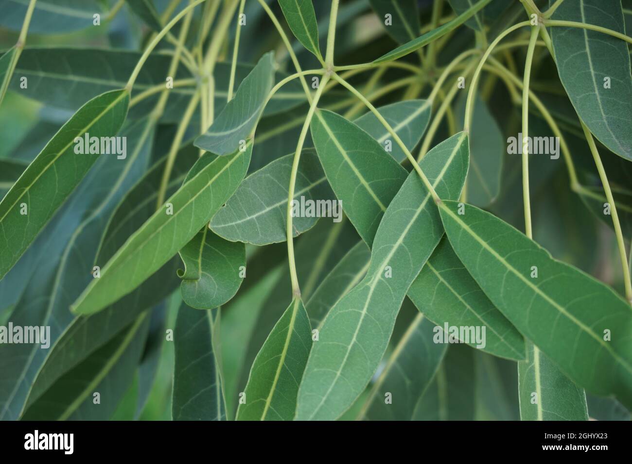 Tabebuia caraiba (Tabebuia aurea, Caribbean trumpet, silver trumpet ...