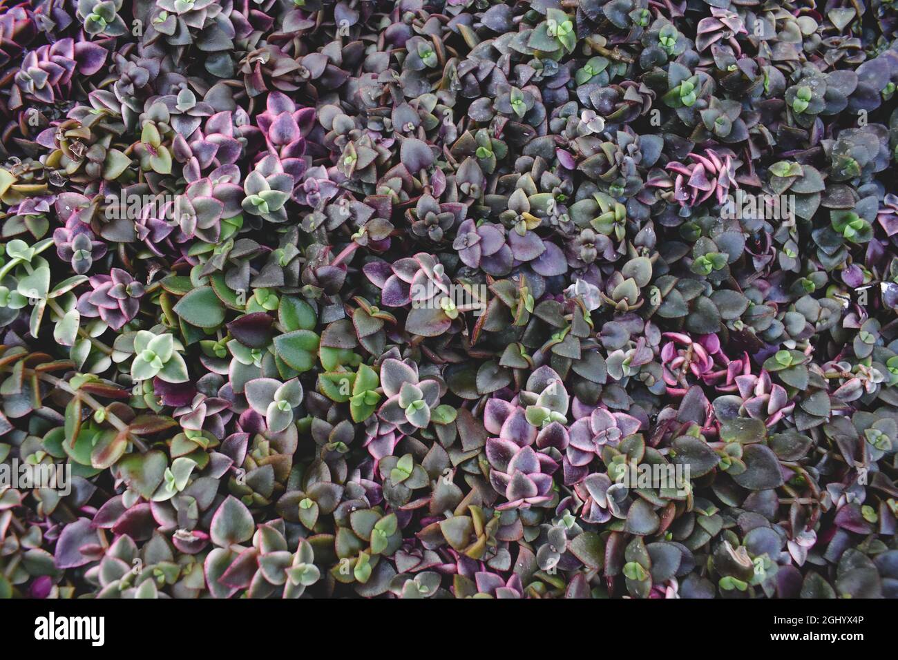 Purple succulents hi-res stock photography and images - Alamy