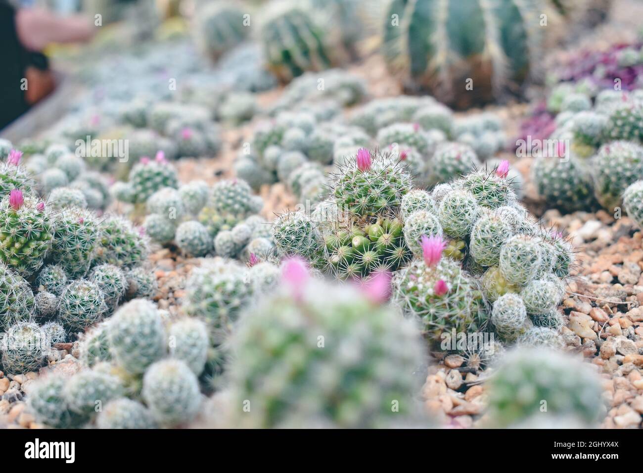 Powder puff cactus hi-res stock photography and images - Alamy