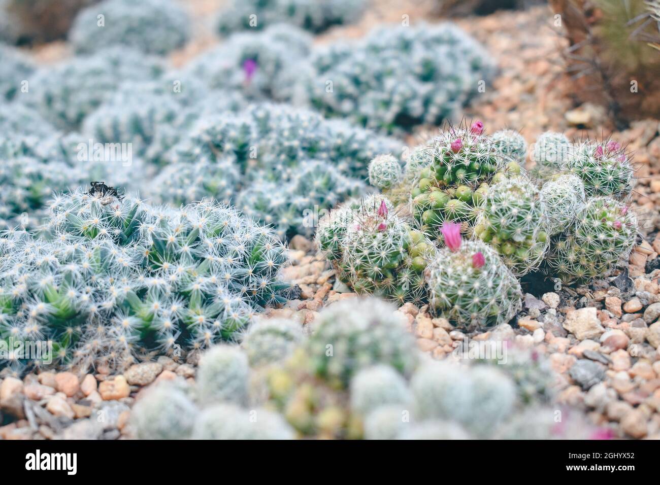Powder puff cactus hi-res stock photography and images - Alamy