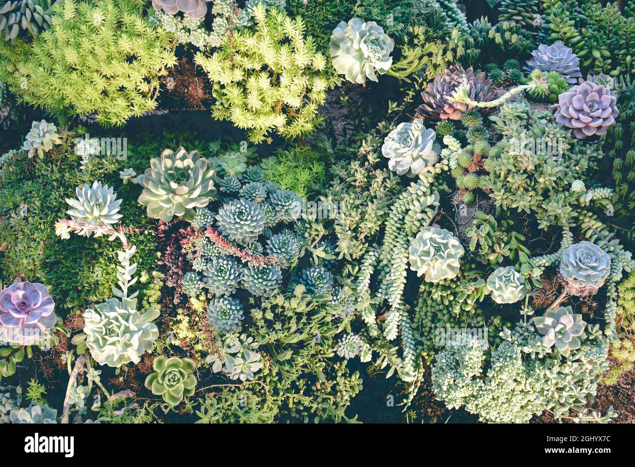 Multiple succulent plants Stock Photo - Alamy