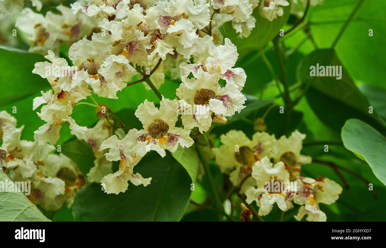 Catalpa disambiguation - genus of flowering plants in the family ...