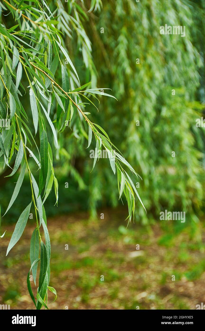 Willow tree, green willow branches with leaves background Stock Photo ...