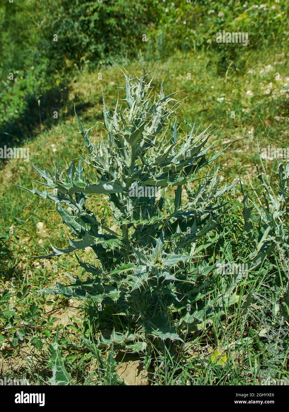 Argemone ochroleuca, species of prickly poppy, a flowering plant ...