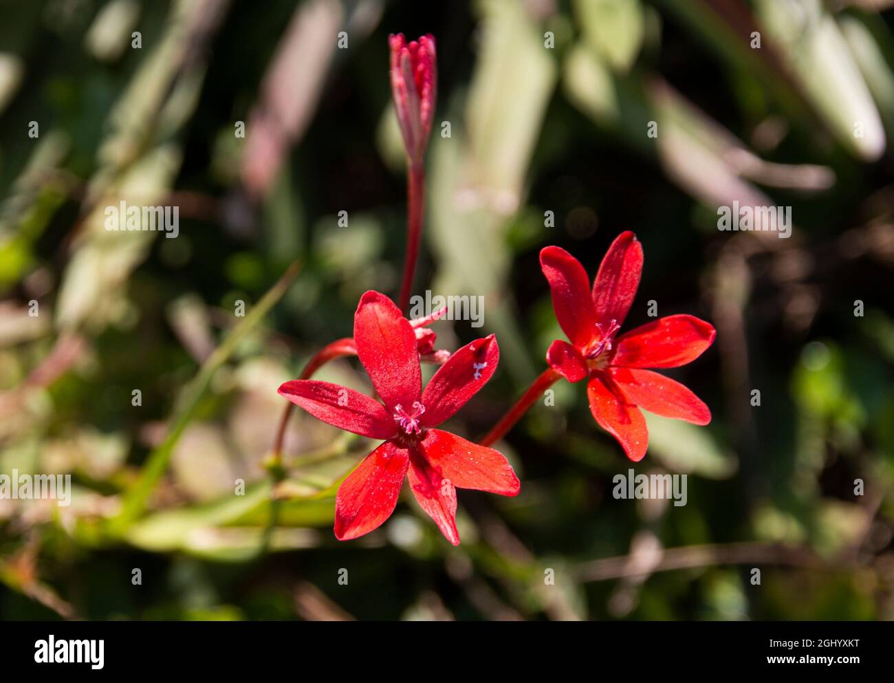 Tiny indigenous red flowers in green grassland Stock Photo - Alamy