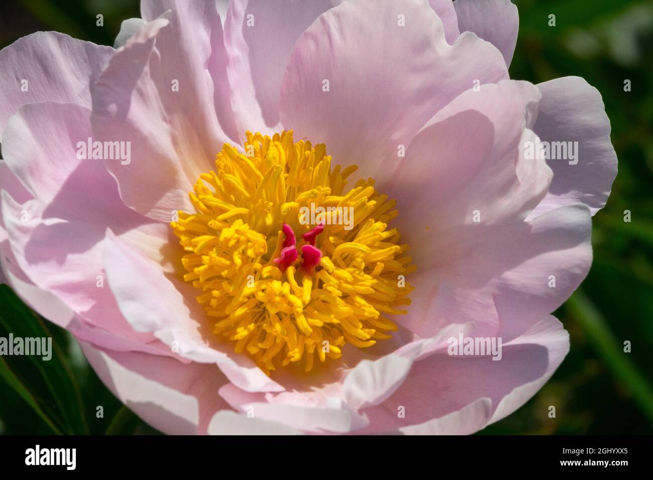 Pink Peony flower 'Watteau' Paeonia lactiflora Single Large flower ...