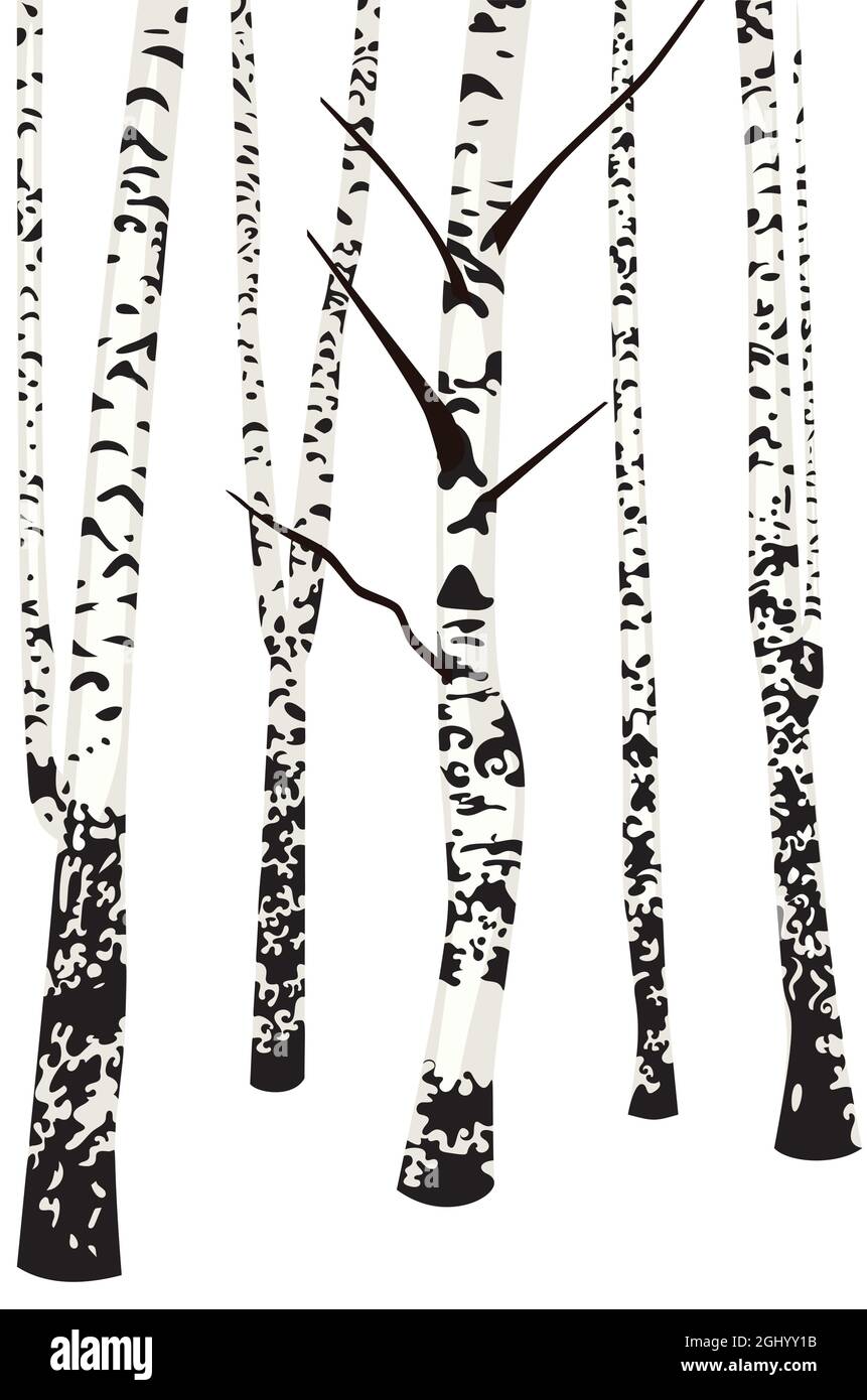 Leafless birch Stock Vector Images - Alamy