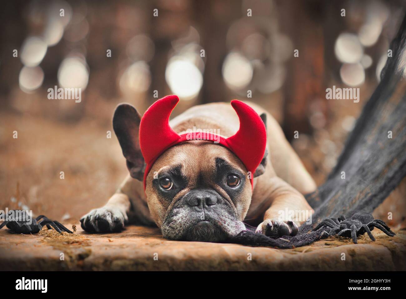 Halloween French Bulldog dog wearing red devil horn costume headband ...